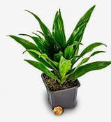 4" JANET CRAIG COMPACTA | Seas II Summits