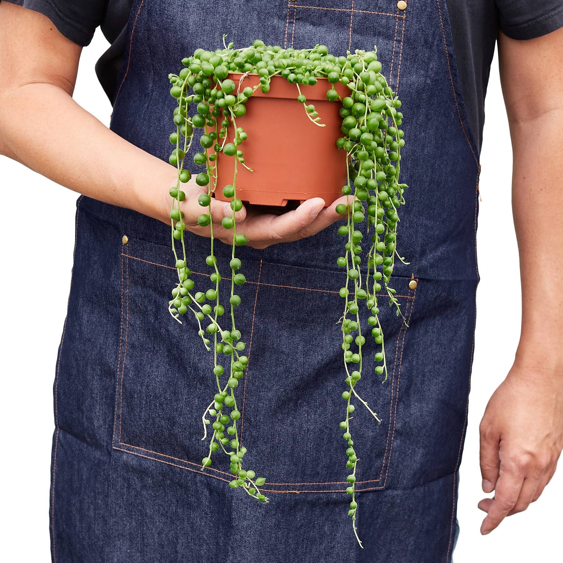 SUCCULENT SENECIO STRING OF PEARLS 6-inch | Seas II Summits